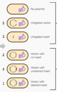 X-Gal染色の原理とプロトコル:ブルー・ホワイトセレクション - BIOTIMES -バイオタイムズ-